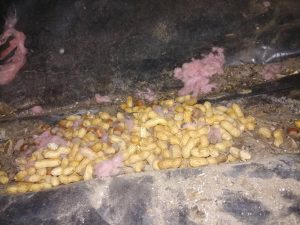 How a Squirrels' Diet Can Lead to a Squirrel Infestation