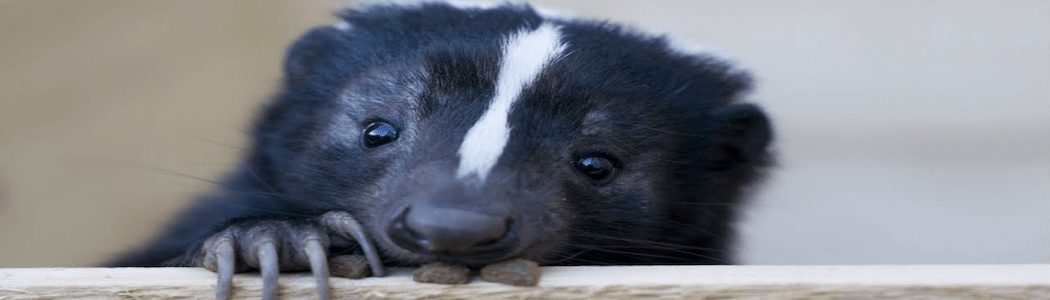 How to Get Rid of Skunks under the Shed - Critter Control
