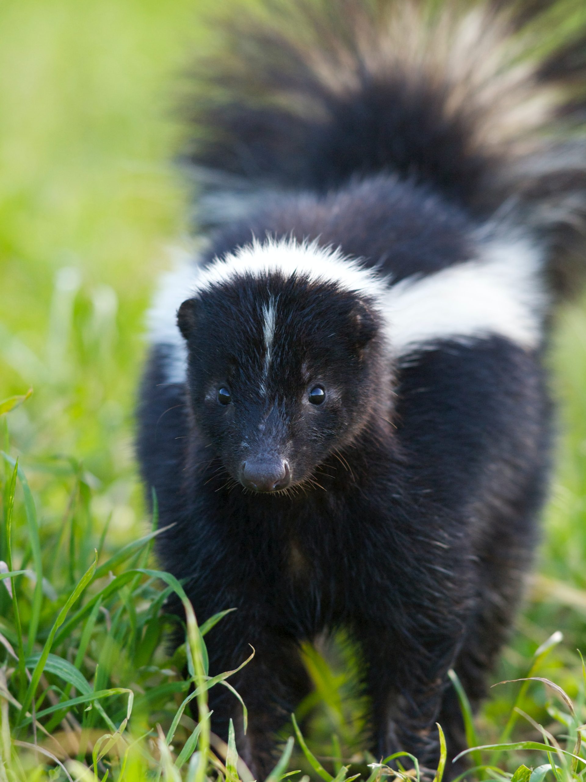 Skunk Trapping & Removal Service | Skunks Information | Critter Control