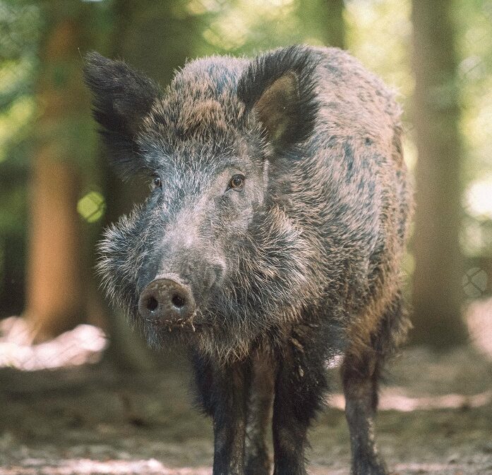 Wild Hog Poop & Scat: What Does It Look Like?