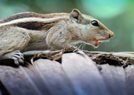 Nuisance Chipmunk Problems-- Property Damage & Diseases