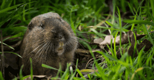 Premier Gopher Control - Trapping, Removal, Exclusions from Critter Control