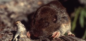 Do Gophers Hibernate in the Winter? Gopher Behaviors