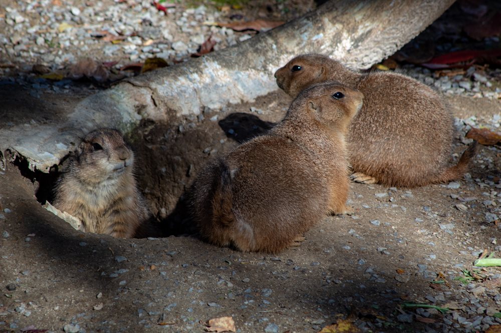Prairie Dog Barks: What Do Prairie Dogs Sound Like?