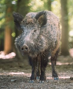 Wild Hog Poop & Scat: What Does It Look Like?