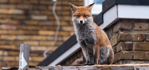 Fox Diseases: Identification & Prevention | Critter Control