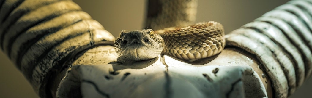 snake control service