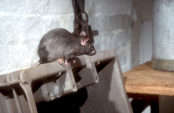 Tips for How to Identify Rats: What Does a Rat Look Like?