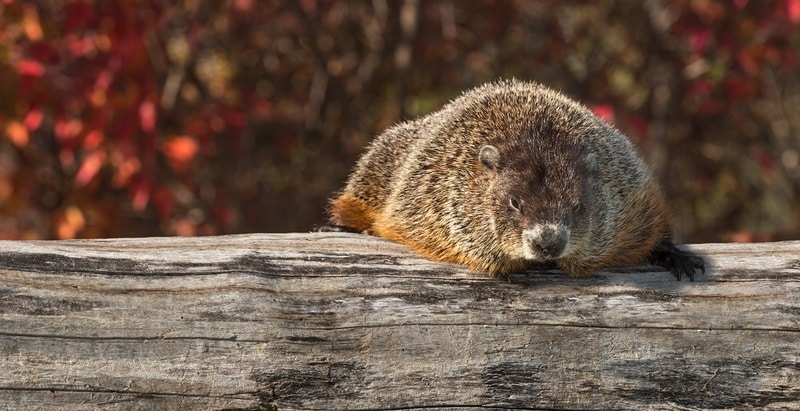 hibernating groundhog