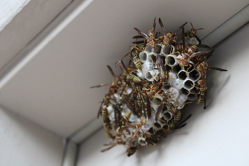 bee nest is called