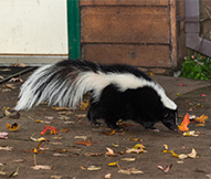 Skunk Diseases & Risk to Property | Wildlife Removal | Critter Control
