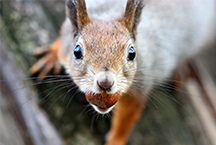 squirrel bite is dangerous