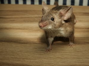 Dead Mouse: Identification & Safe Removal | Critter Control