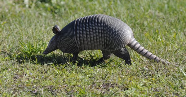 How to Identify Armadillos: What Does an Armadillo Look Like?