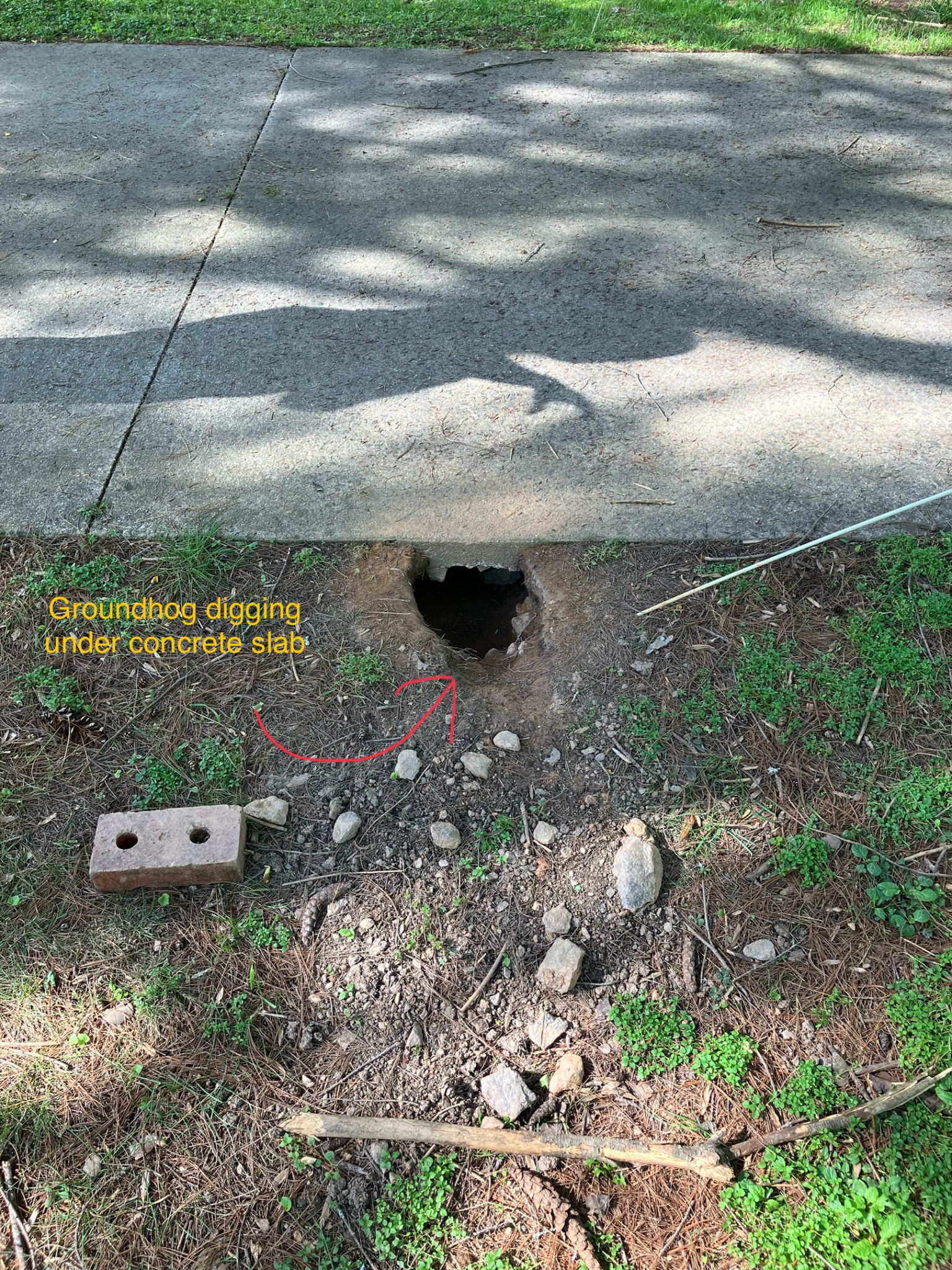 Groundhog Holes: Appearance of Burrows, Problems & Control