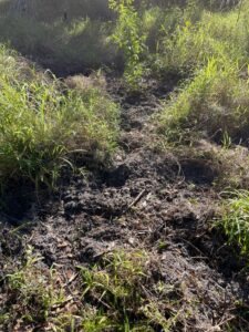 Wild Hog Tracks & Footprints