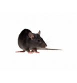 Wildlife Removal Near You: Identification Facts & Removal