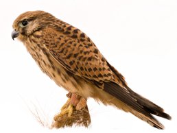 Wildlife Removal Near You: Identification Facts & Removal