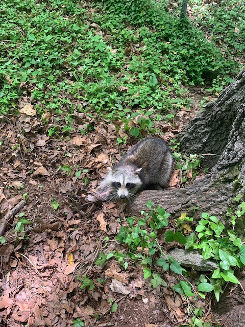 How to Get Rid of Raccoons in Your Back Yard | Critter Control
