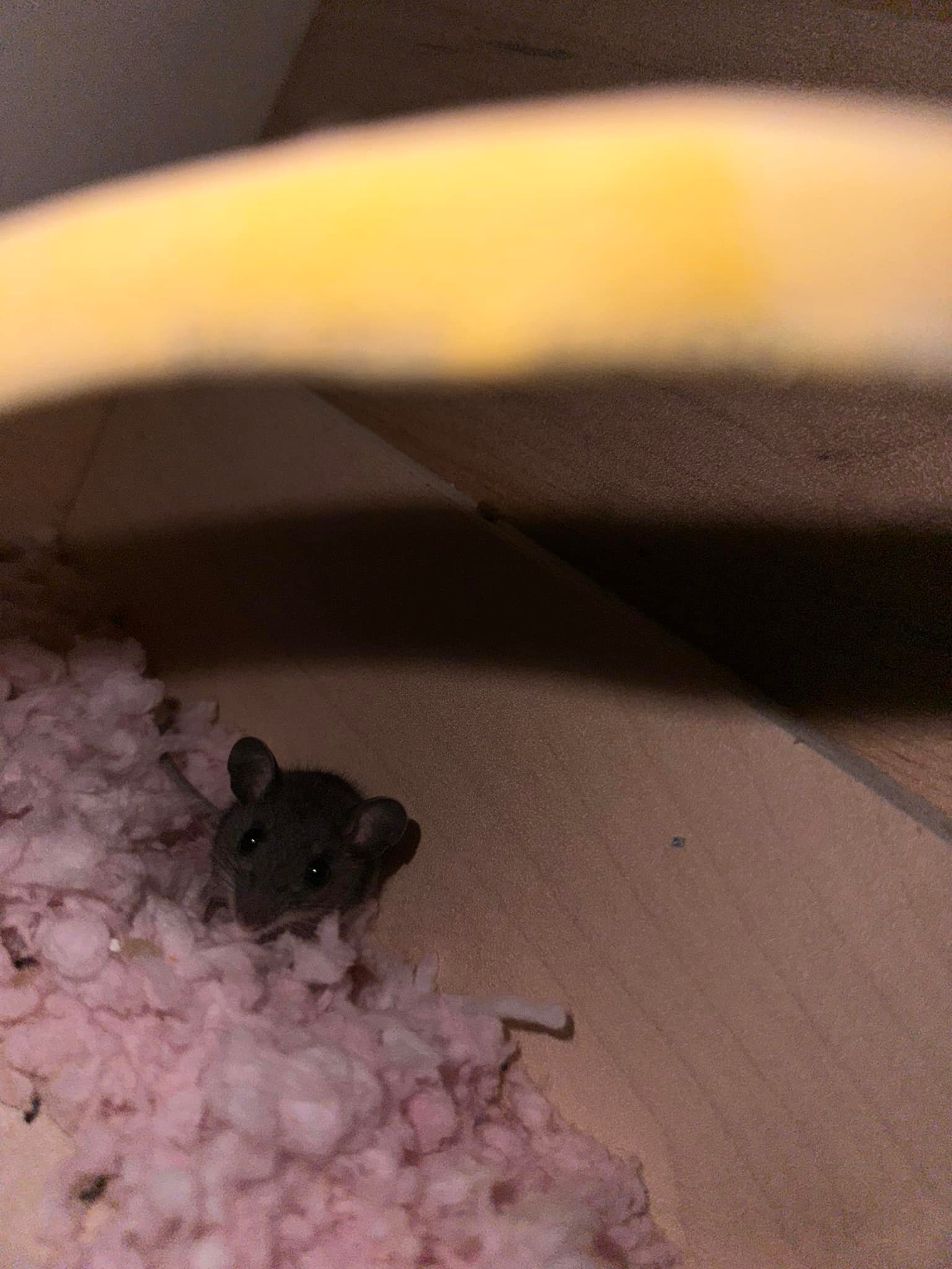 How to Get Rid of Rodents in Attics - Rodent Proof Your Attic