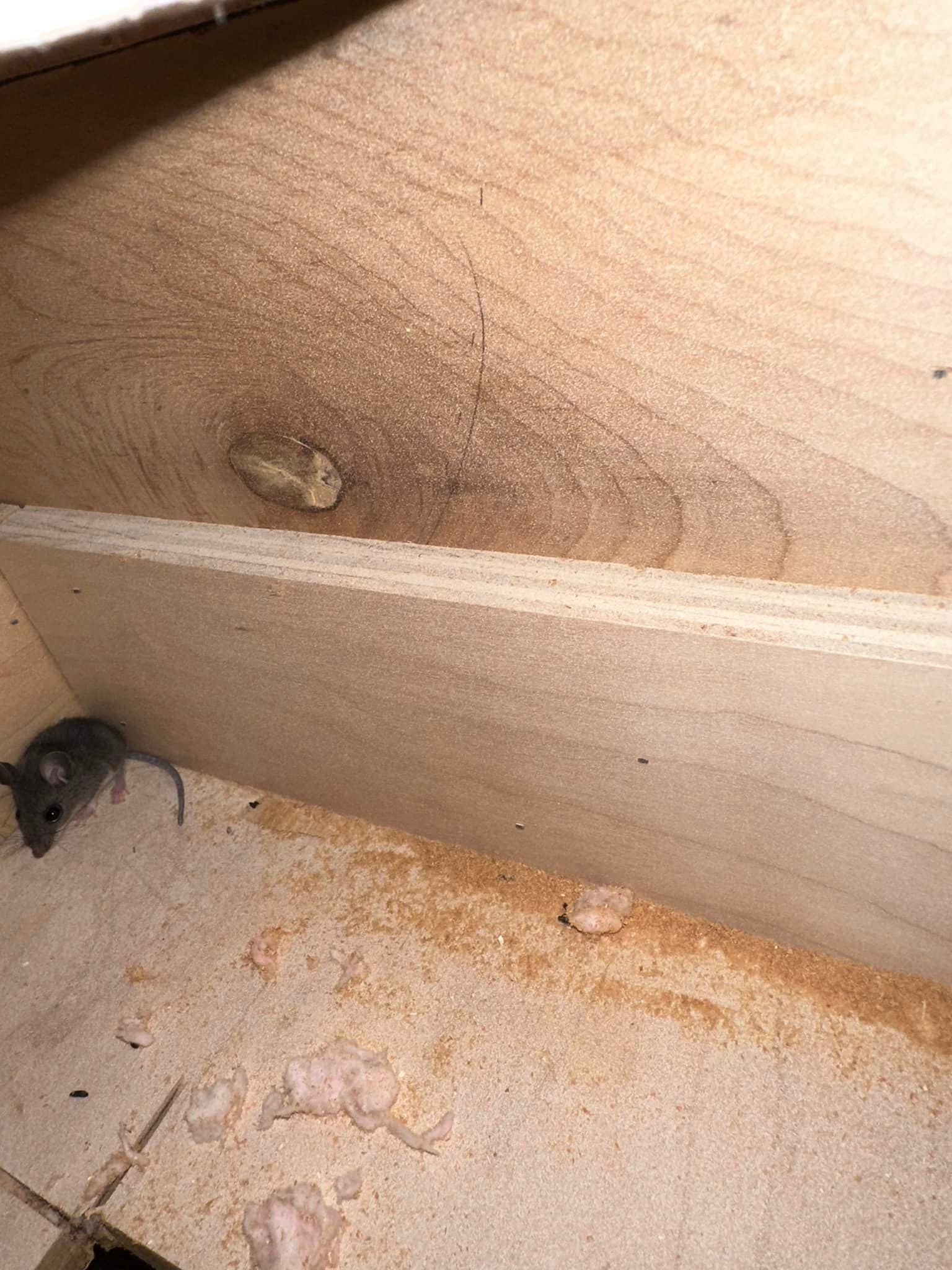 Problems with Live and Dead Rodents in Walls