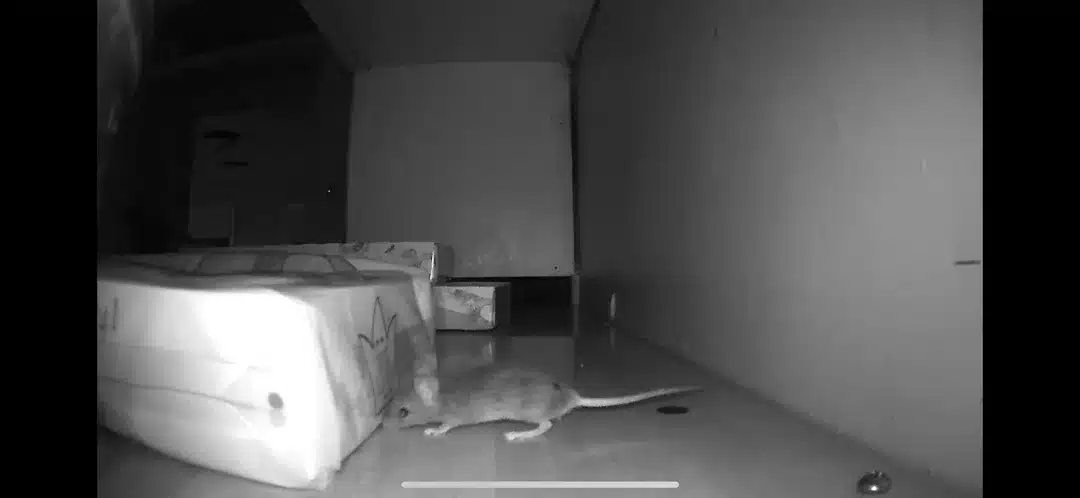 Identify a Mouse Infestations by Recognizing Common Mouse Noises in the ...