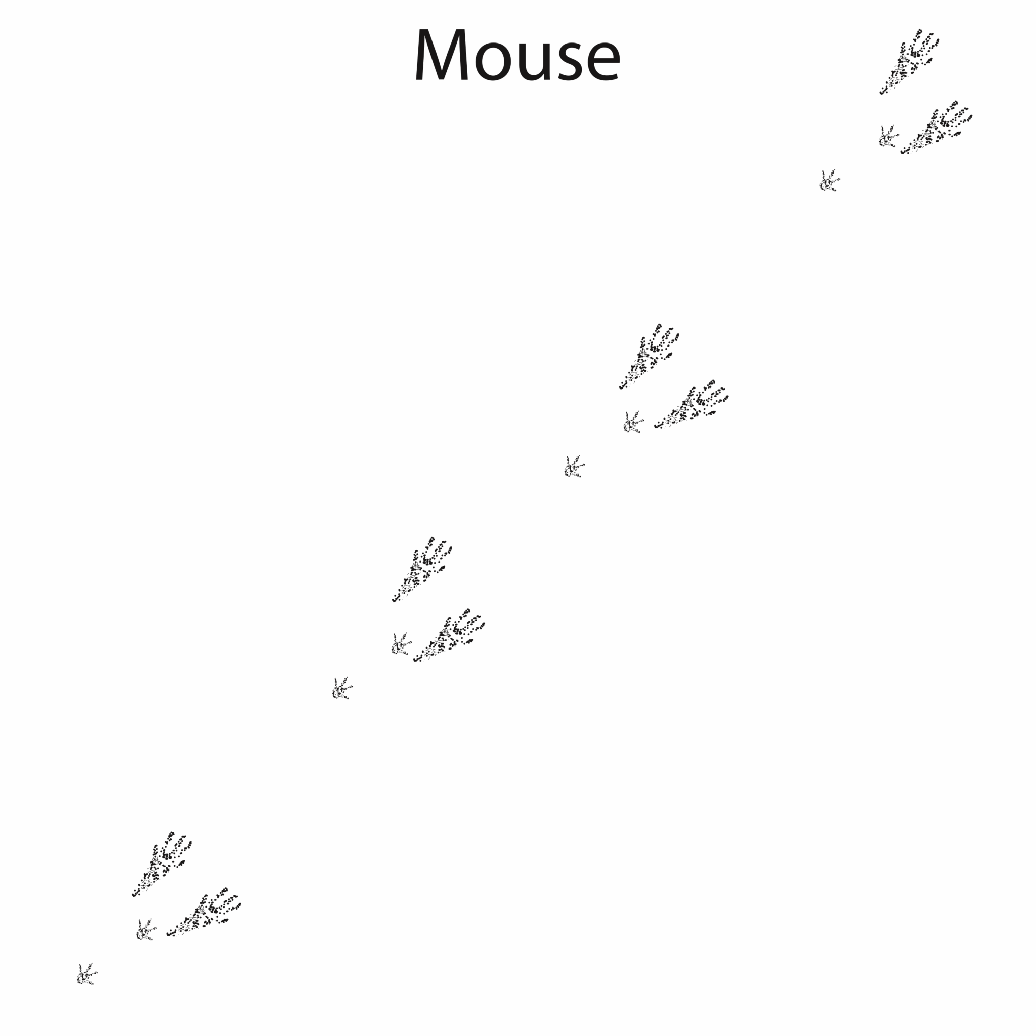 How to Identify Rodent Tracks and Footprints