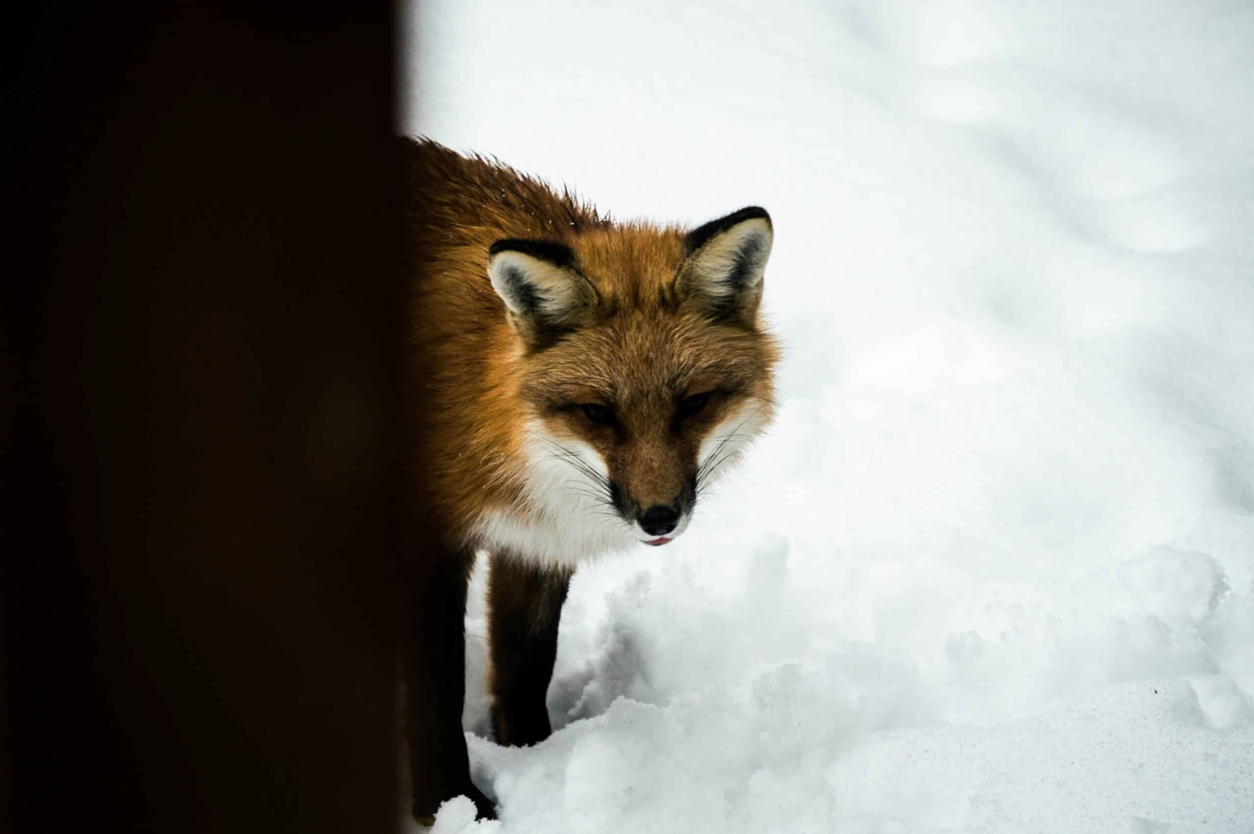 Nuisance Fox Behavior in the Winter- Do Foxes Hibernate?