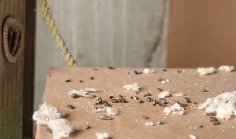 Identify Mouse Infestation by Recognizing Mouse Droppings - Expert ...