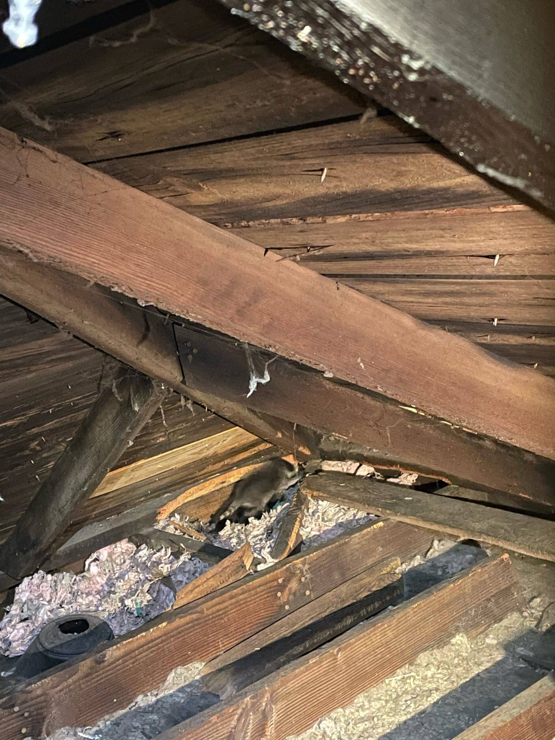 Safe and Humane Raccoon in Attic Removal - 🦝 - Critter Control