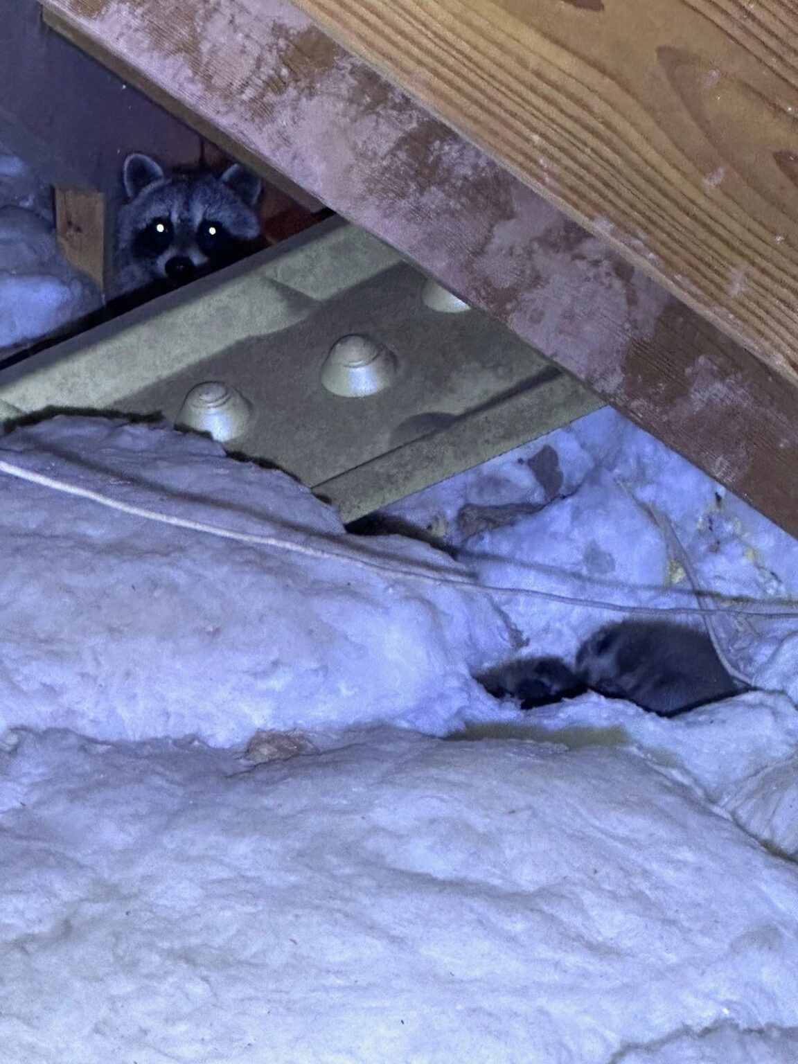 Safe and Humane Raccoon in Attic Removal - 🦝 - Critter Control