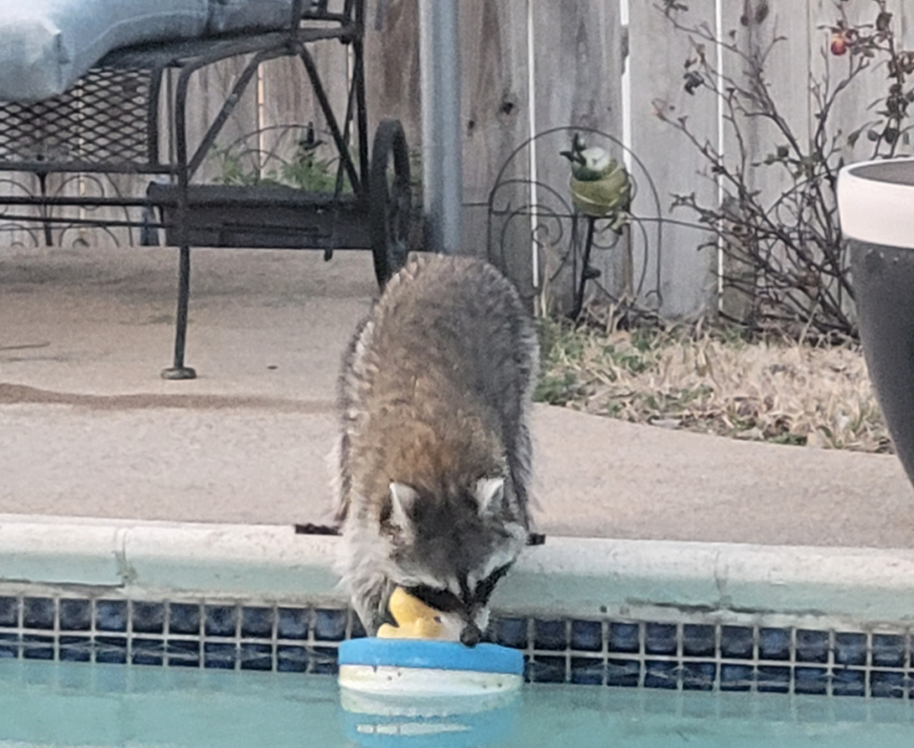 How to Keep Raccoons Out of Pools - Critter Control