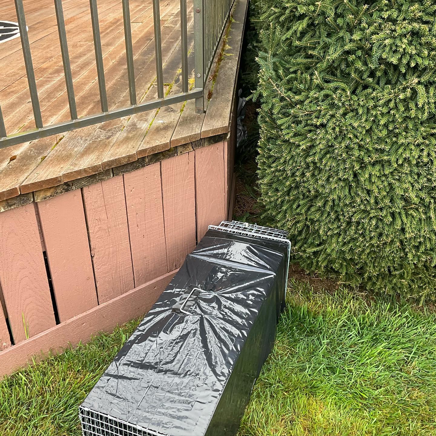 Raccoons Under House in Olympia, WA - Critter Control