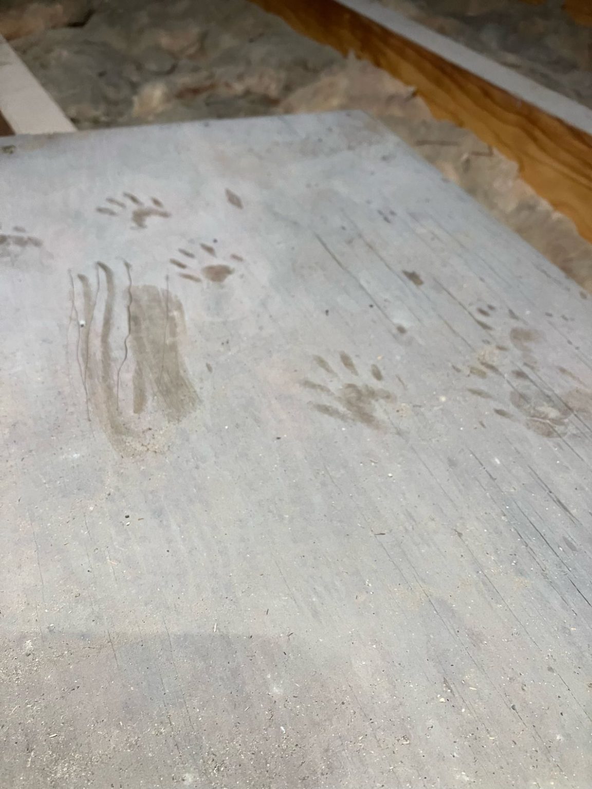 The Nine Most Commons Signs of a Raccoon Problem - Critter Control