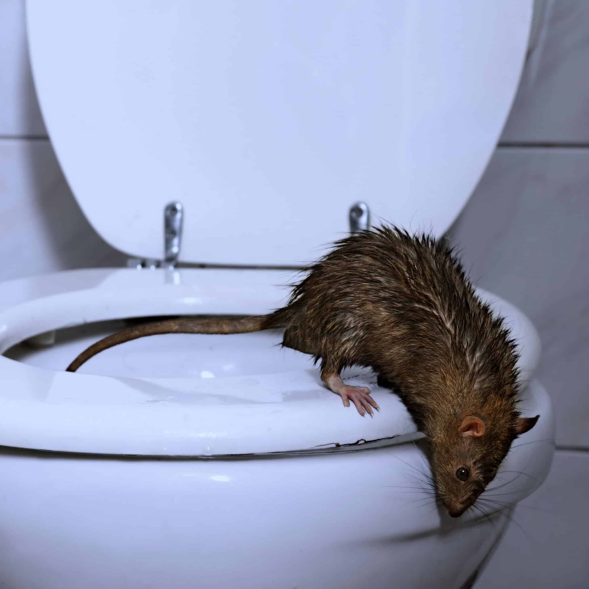 How to Get Rid of Rats in an Apartment - Critter Control