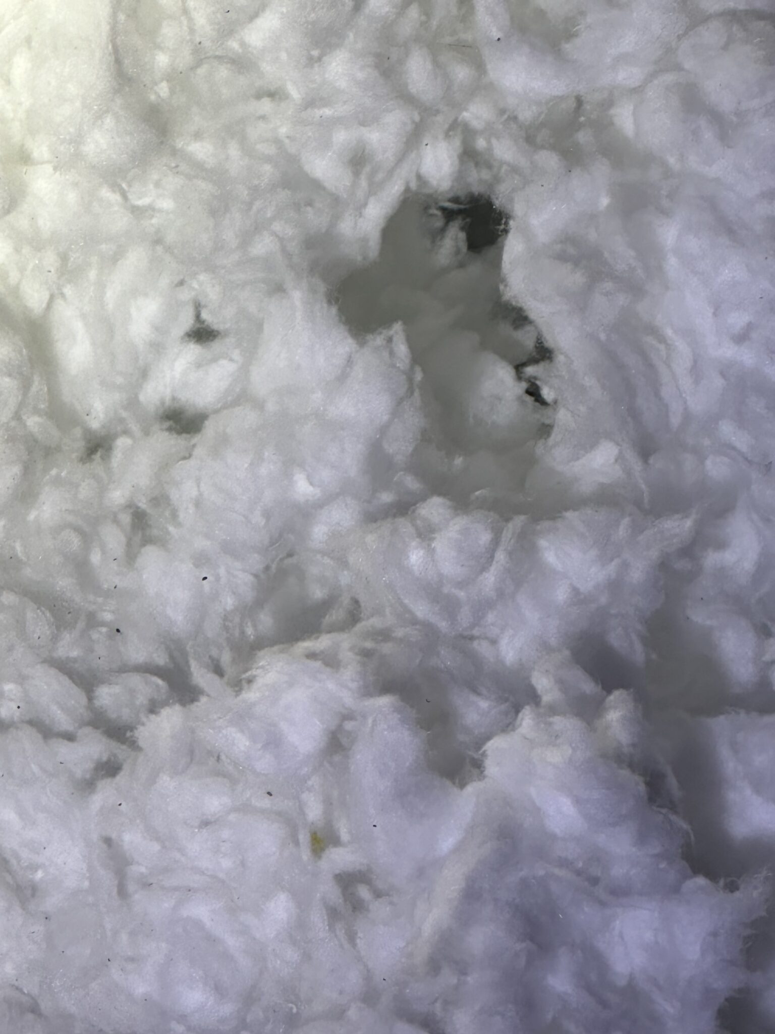 How to Get Rid of Rodents in Attics - Rodent Proof Your Attic