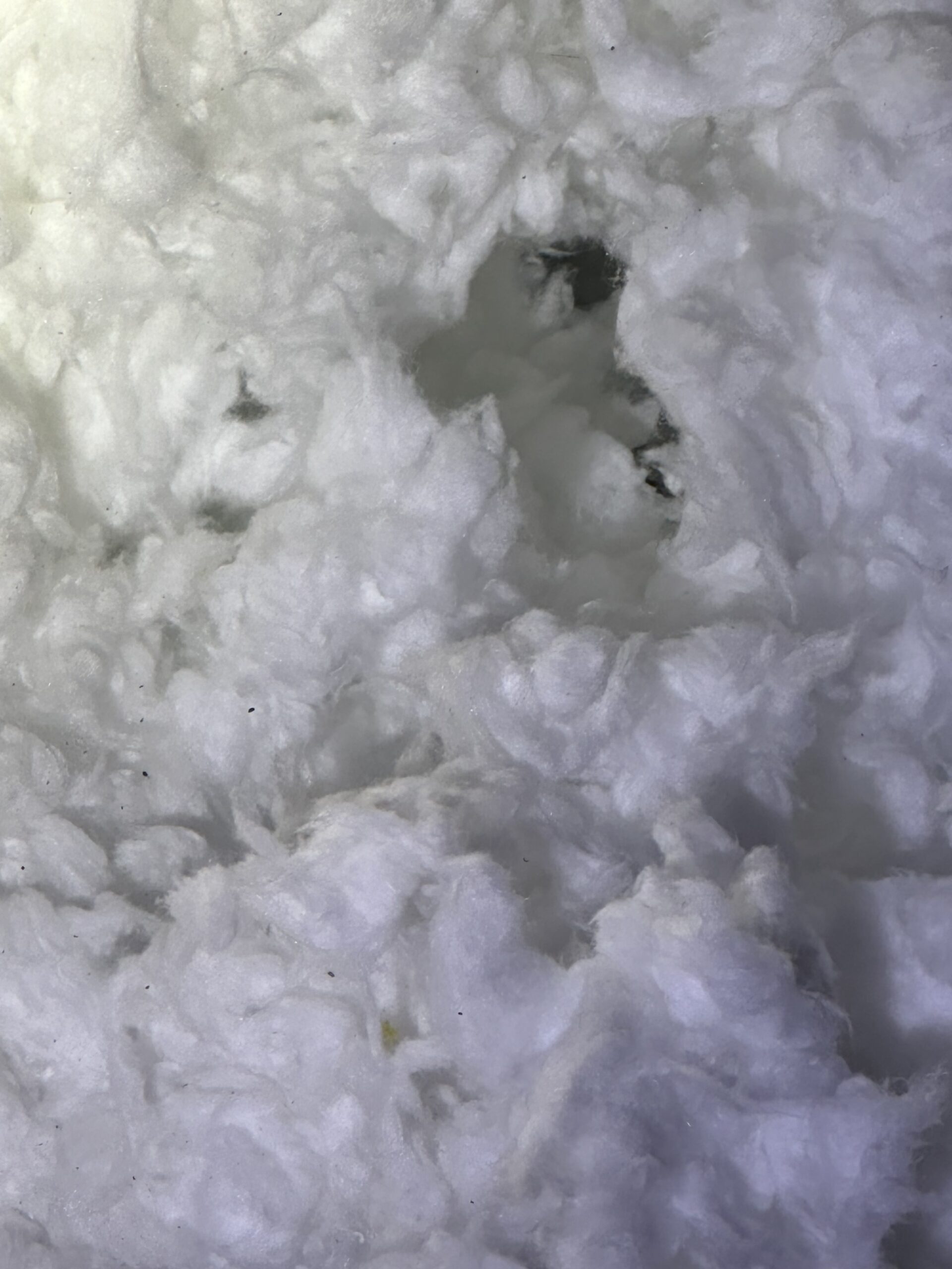 Photos of Rat Tunnels and Burrows in Attic Insulation