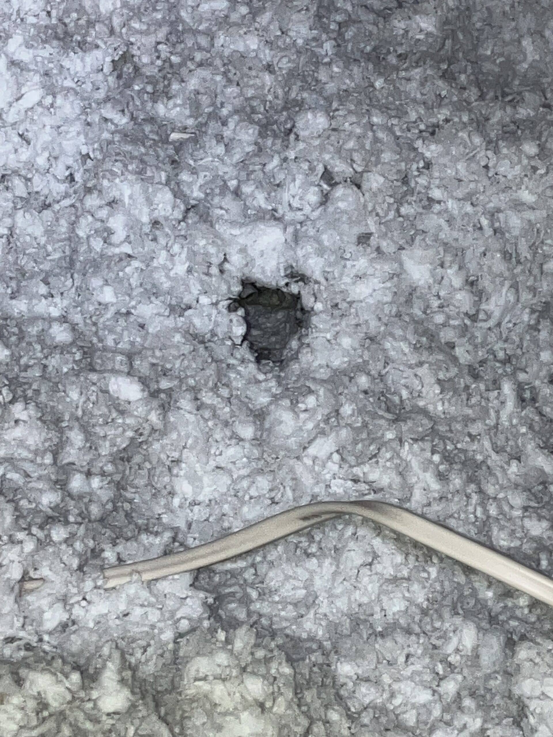 Rodent Control in Houston - Critter Control