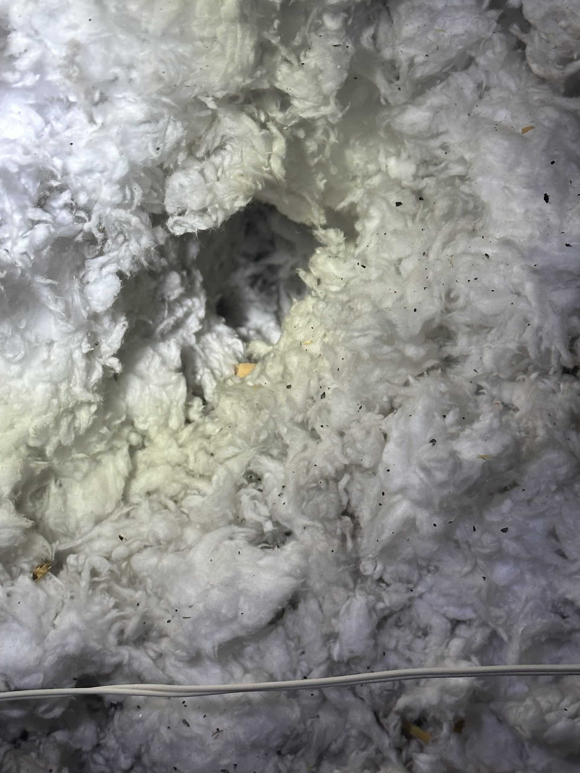 Rodent Control in Houston - Critter Control