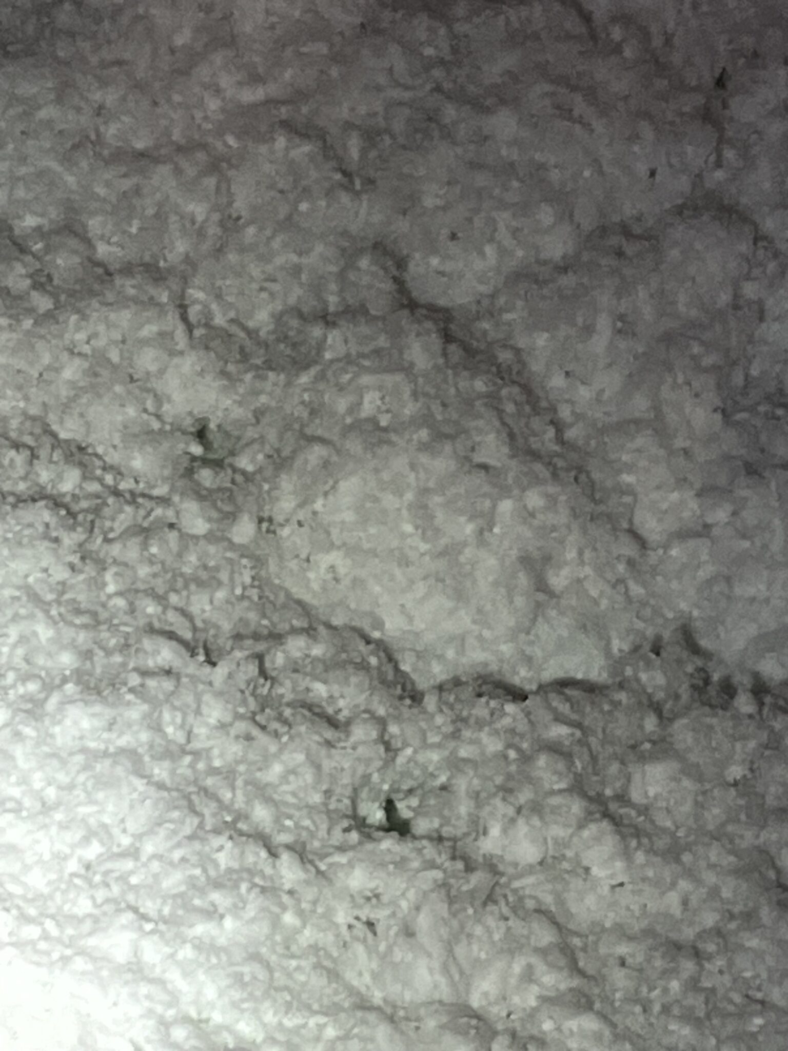 Photos of Rat Tunnels and Burrows in Attic Insulation