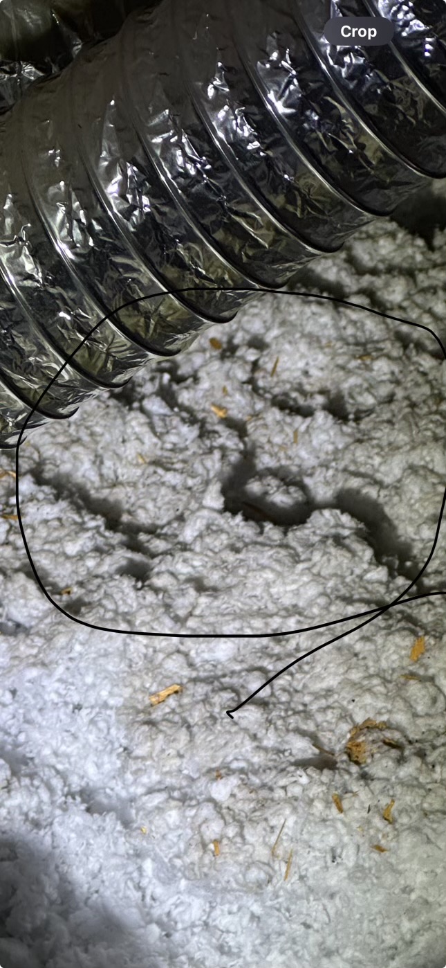 Photos of Rat Tunnels and Burrows in Attic Insulation