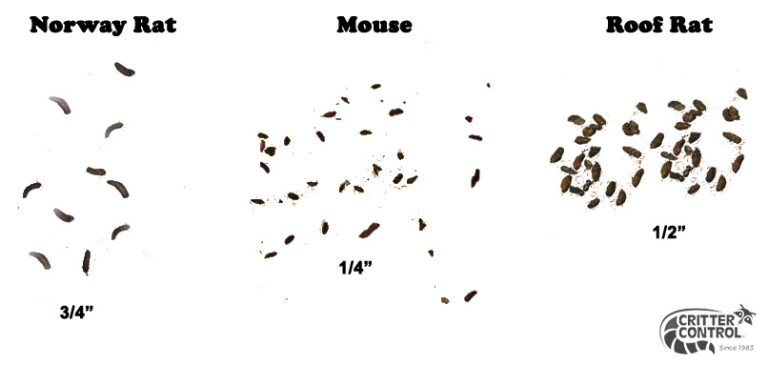 Uncover a Rodent Infestation by Identifying Common Rodent Droppings