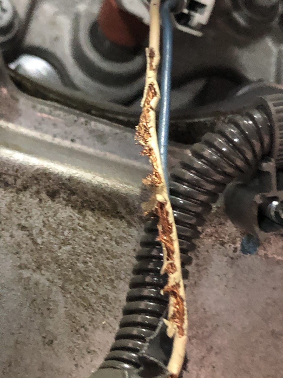 Rodent Control in Houston - Critter Control