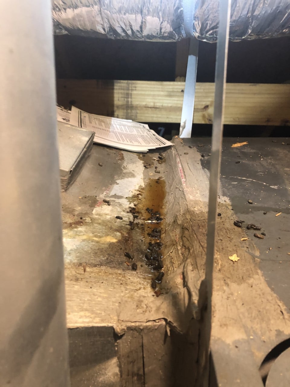 Rodent Control in Houston - Critter Control