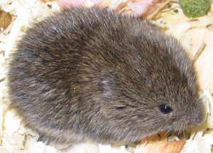 Vole Identification: What Does a Vole Look Like?