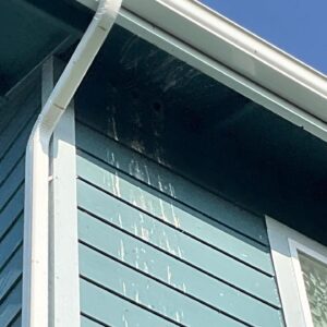 Problems with Starling Nests in Gutters, Vents, Roofs, and Cavities