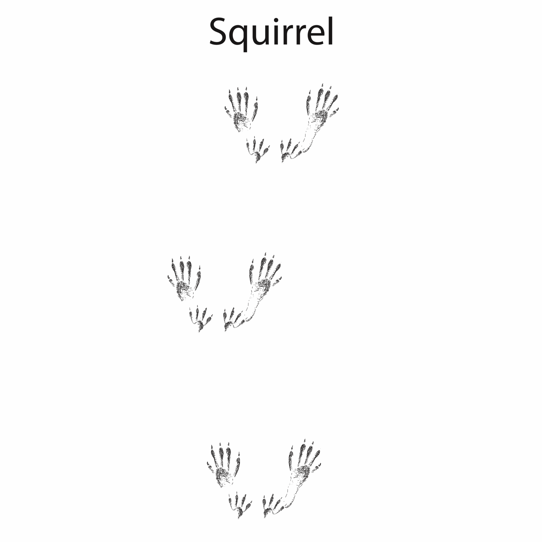 How to Identify Rodent Tracks and Footprints