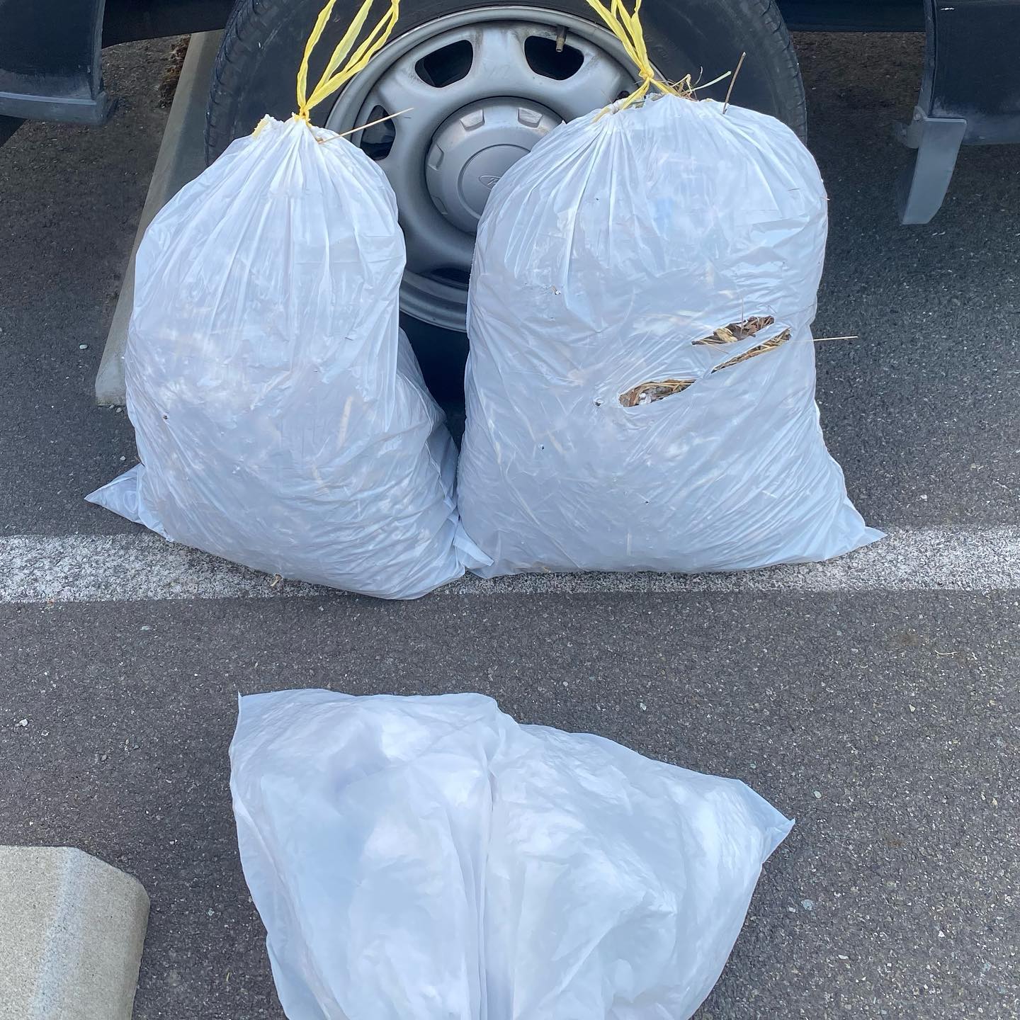 Identifying Damage from Starlings - Feces, Nests, Plants