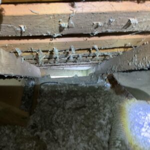 Problems with Starling Nests in Gutters, Vents, Roofs, and Cavities