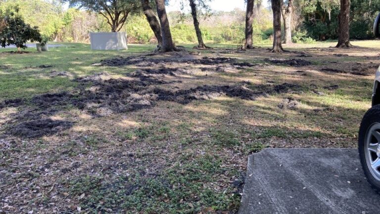 How to Get Rid of Wild Hogs in the Yard